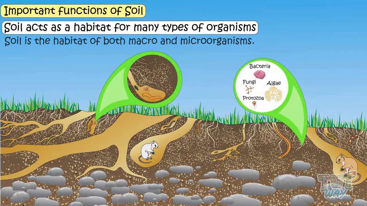 Soil – Components And It’s Importance - वनारंभ